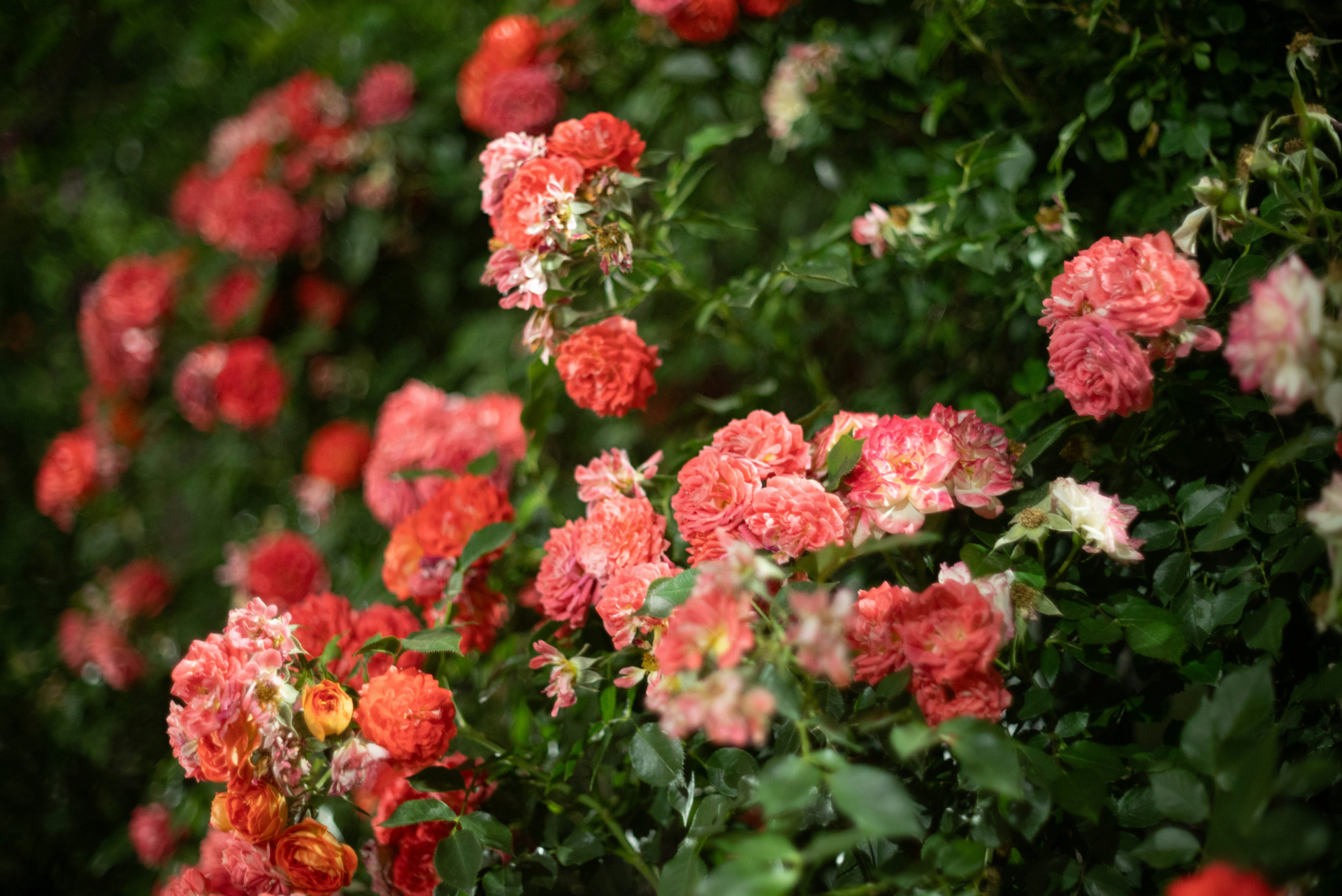 En guide til prydbuske i mange former og farver